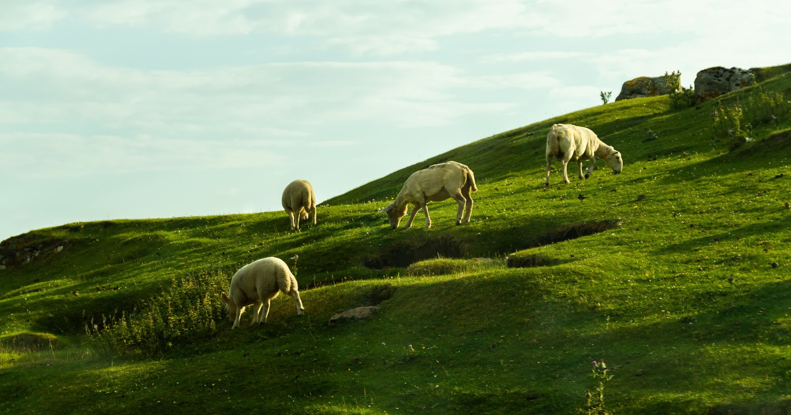 Monoculture : Produire plus grâce à l'agriculture diversifiée